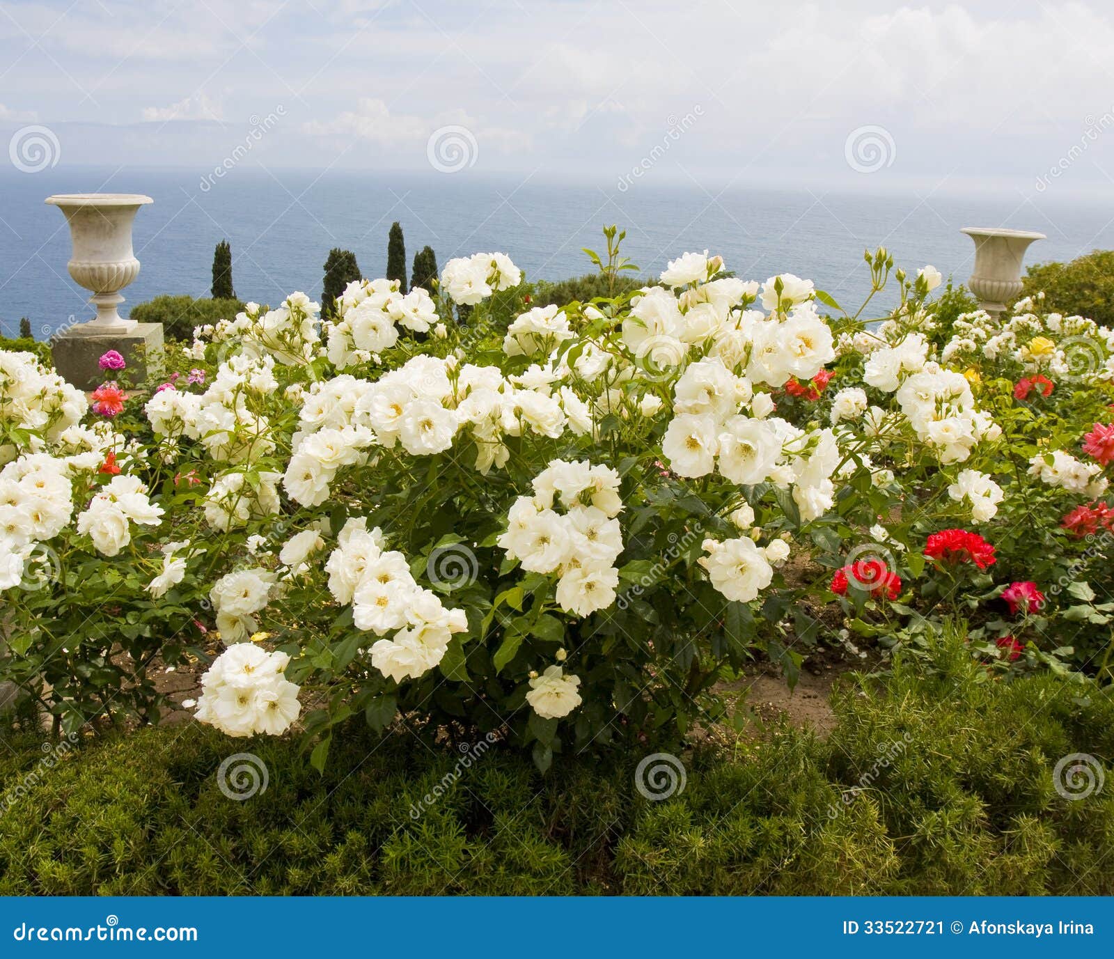 Witte Rozen in Tuin Op Overzeese Kust Stock Afbeelding - Image of flora ...