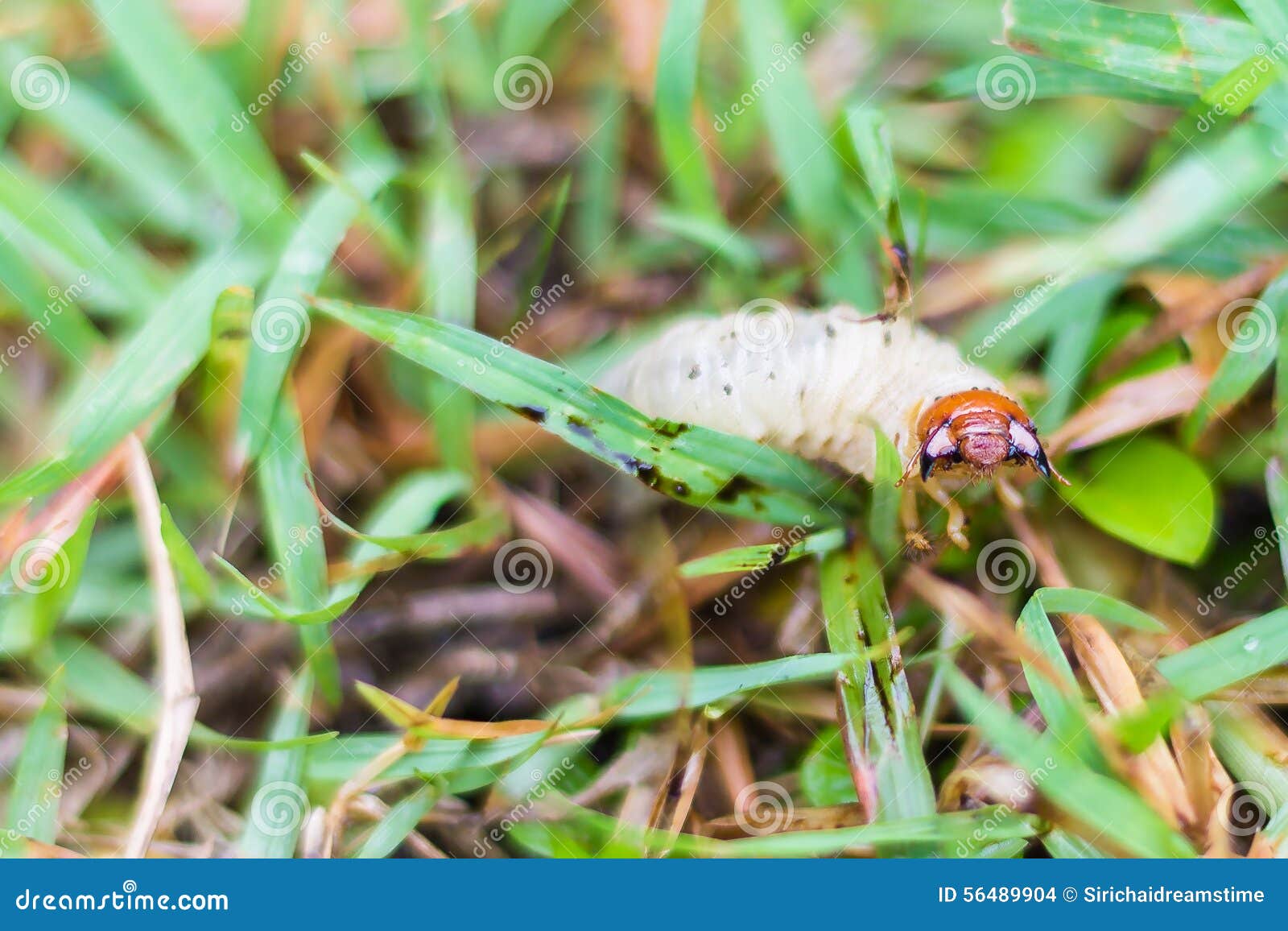 Witte Rups Van Junikever Op Groen Gras Stock Foto - Image of insect ...
