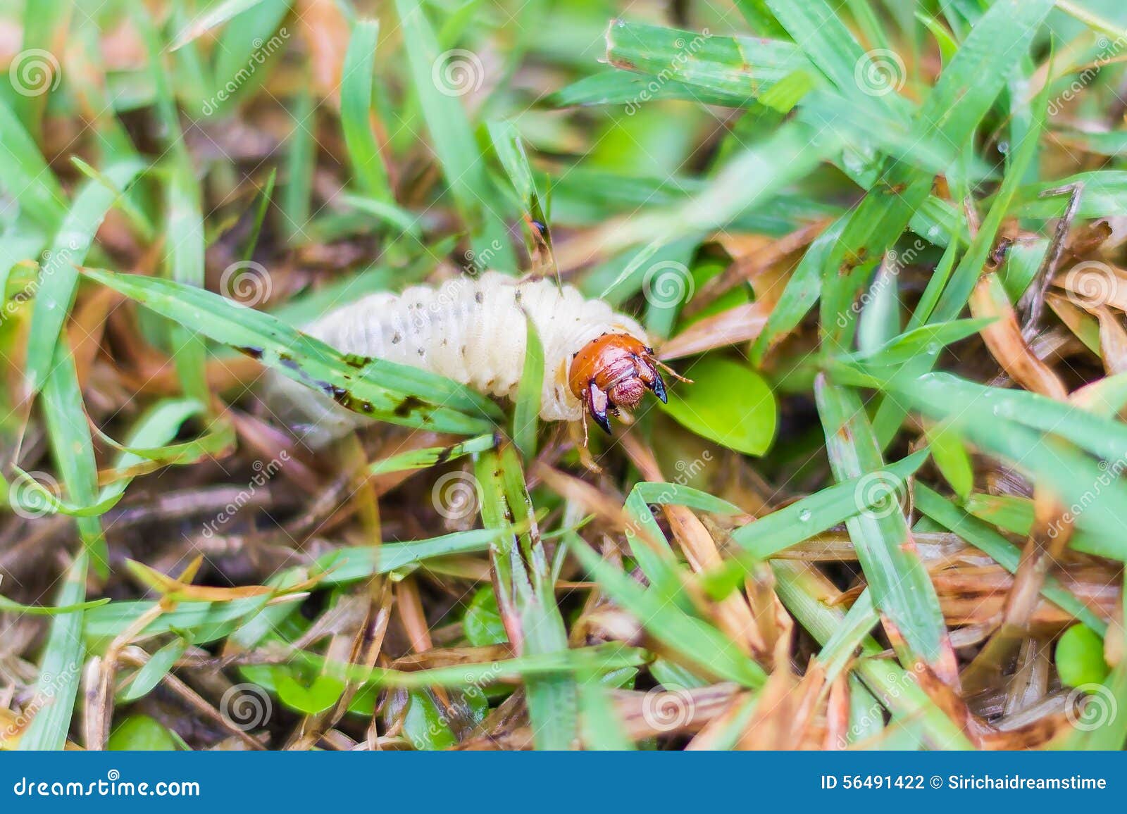 Witte Rups Van Junikever Op Groen Gras Stock Foto - Image of landbouw ...