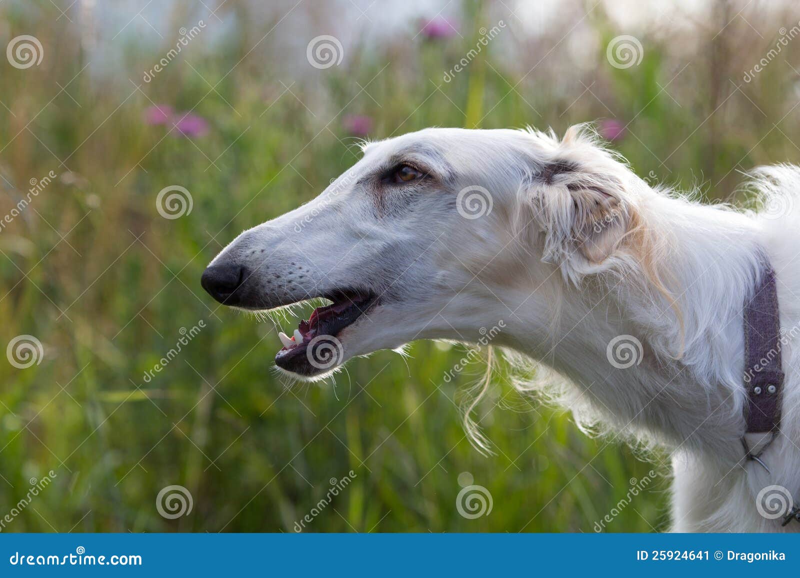 Witte Russische windhond stock afbeelding. Image of russisch - 25924641