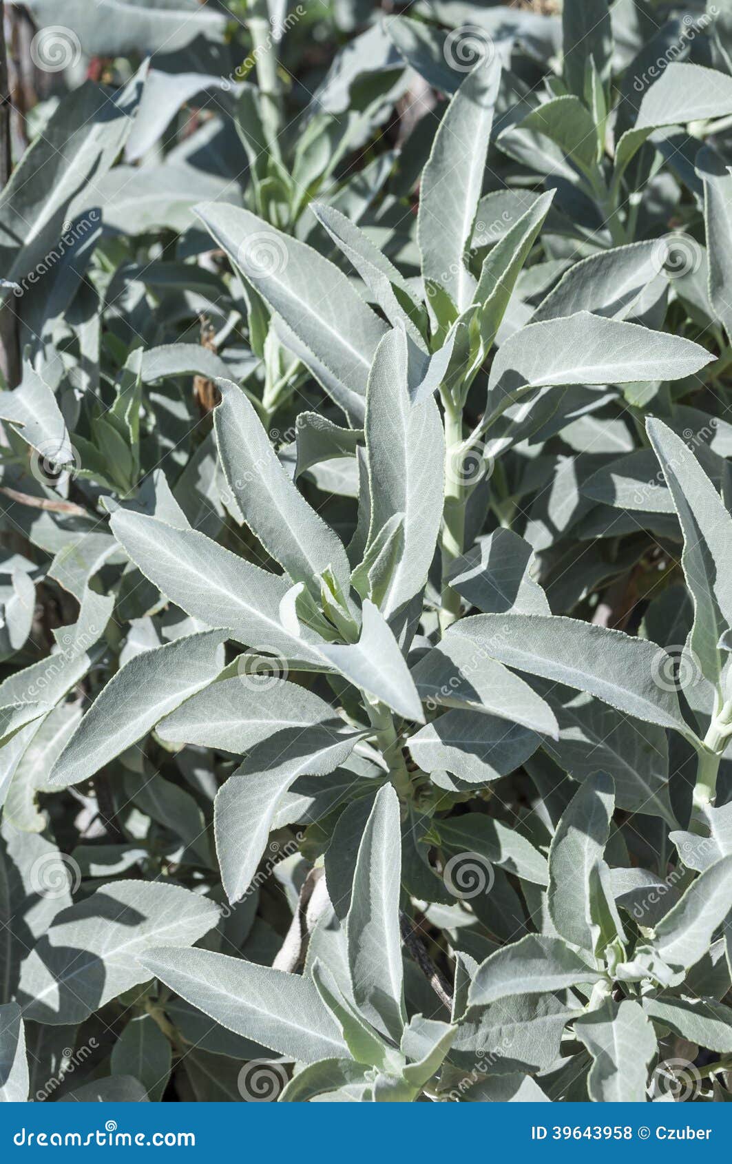 Witte salie stock foto. Image of geneeskrachtig, spriet - 39643958