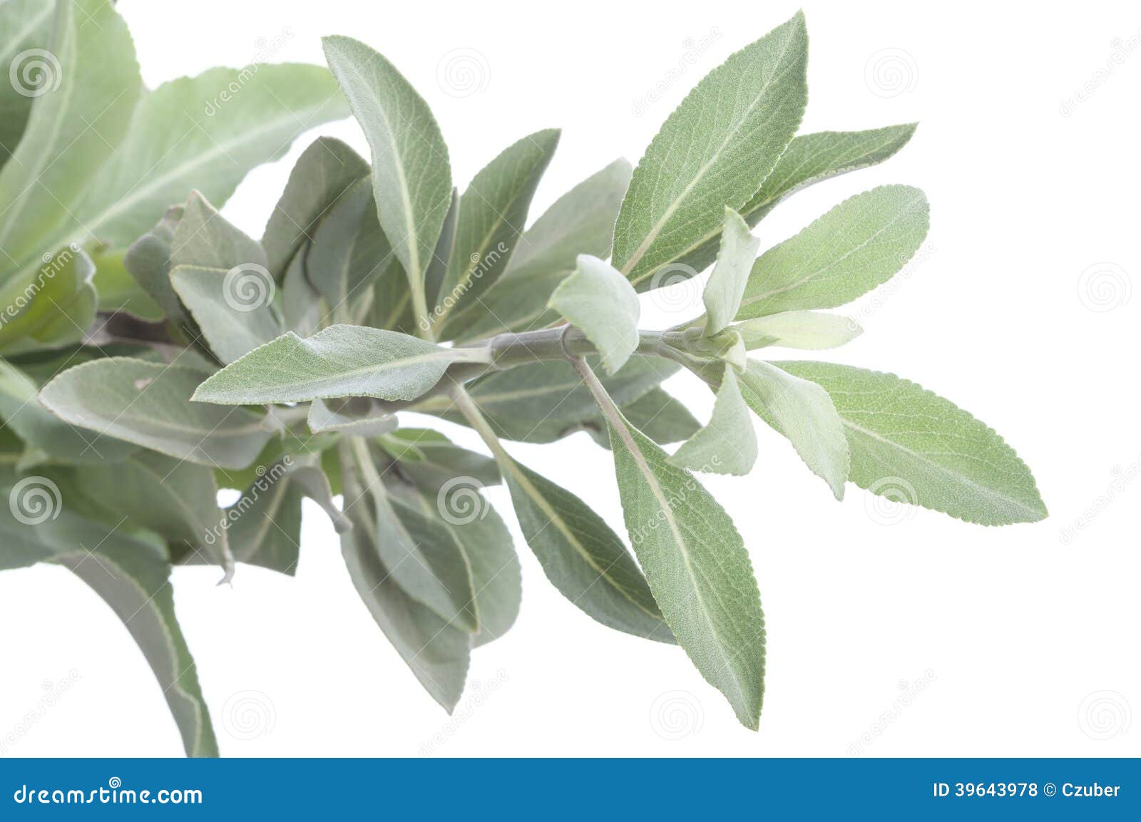 Witte salie stock foto. Image of botanisch, kruid, salie - 39643978