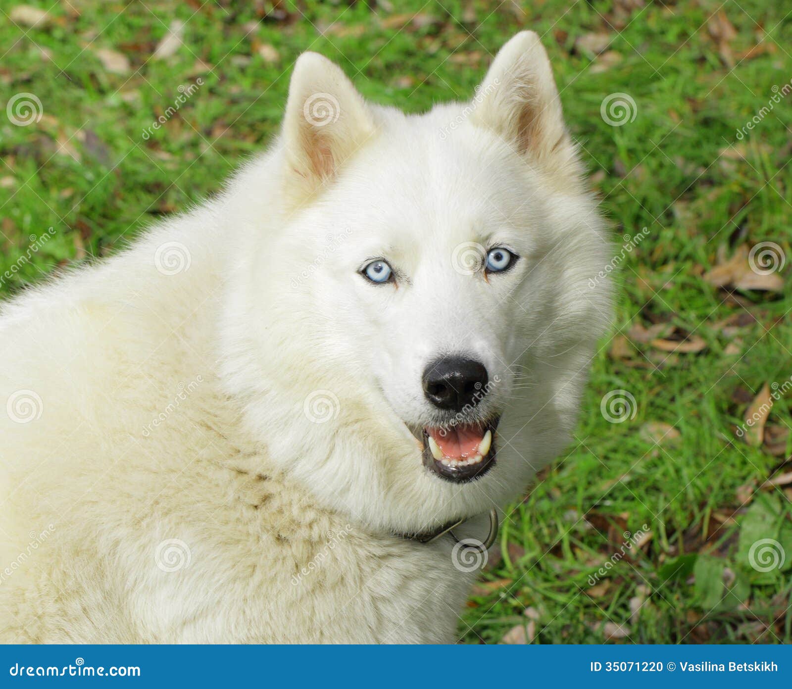 Witte schor hond stock foto. Image of wacht, neus, uitziend - 35071220