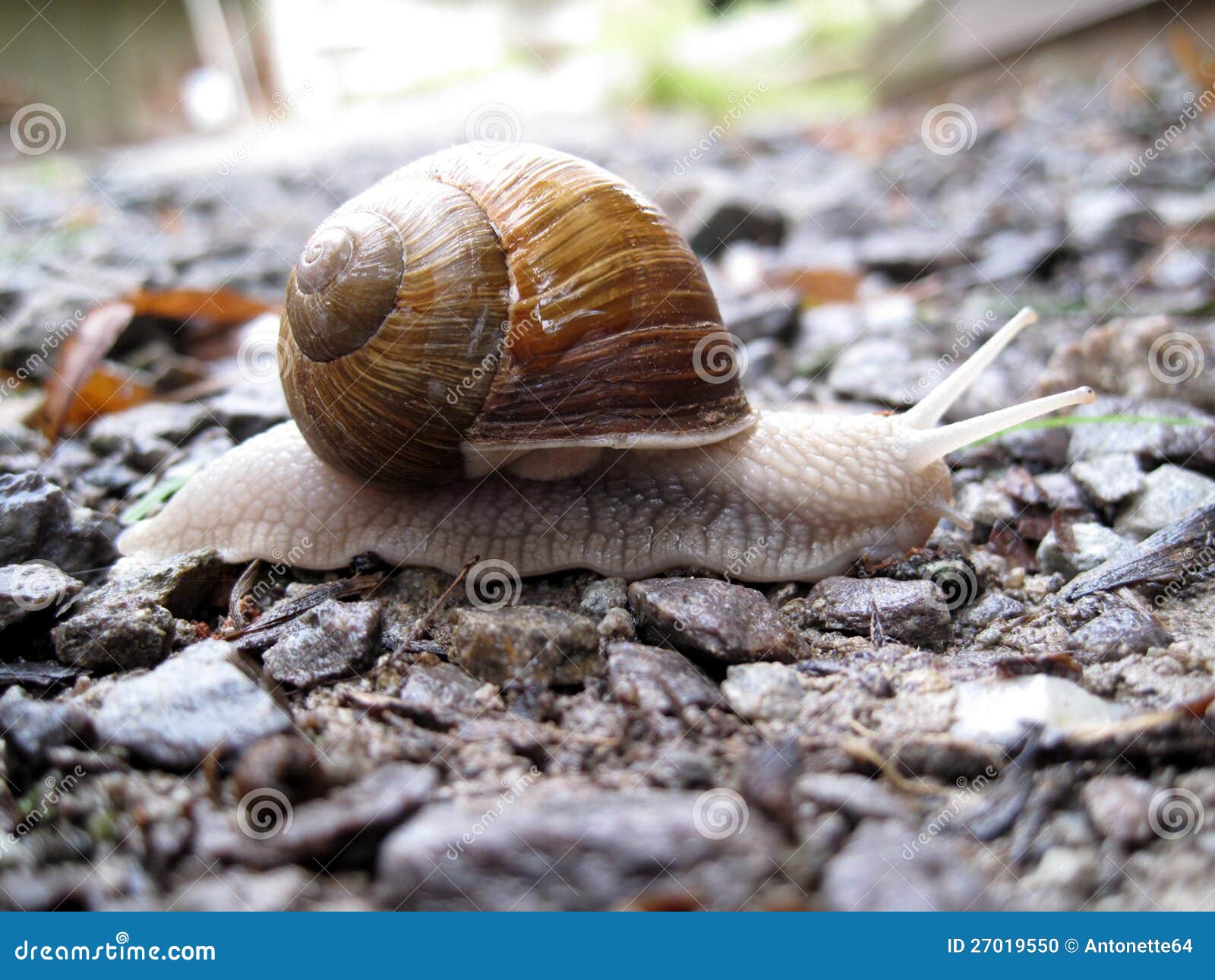 Witte Slak Op Kleine Rotsen Stock Foto - Image of frankrijk, rotsen ...