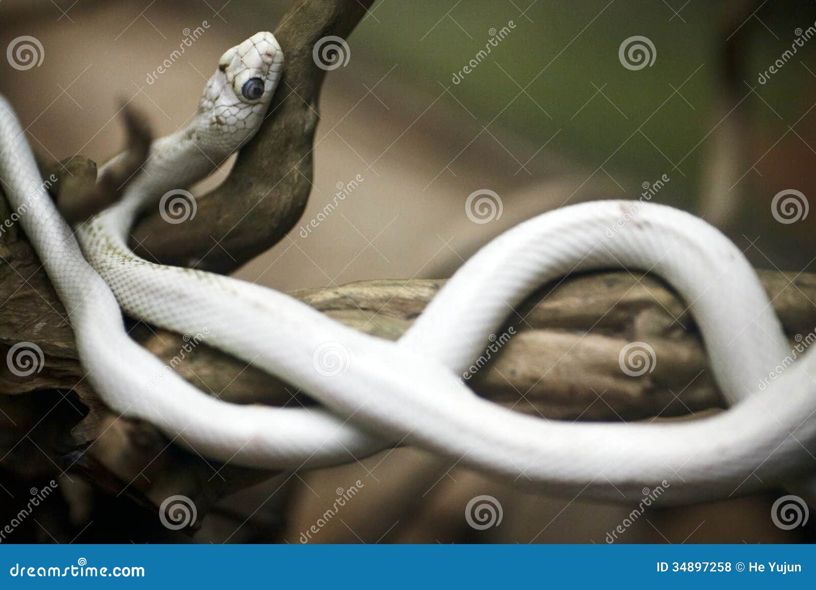 Witte slang stock foto. Image of veilig, hoofd, slang - 34897258