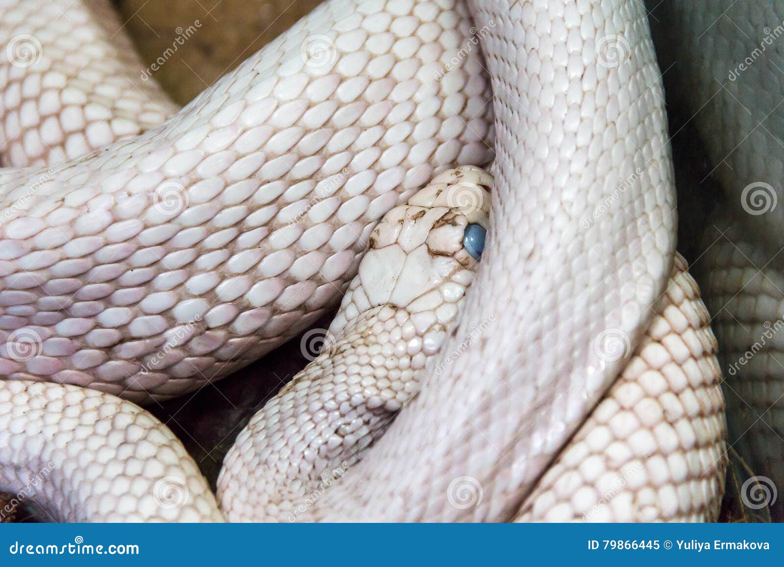 Witte Slang Met Blauwe Ogen Stock Afbeelding - Image of python, adder ...