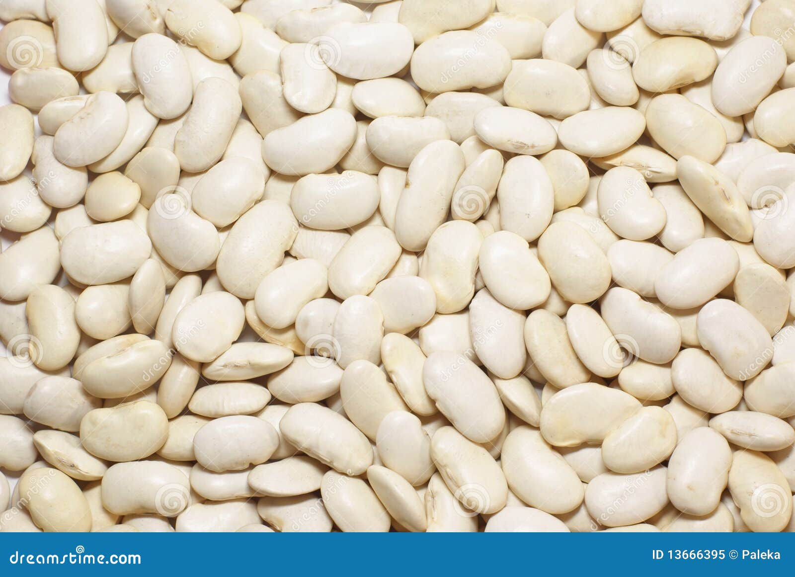 Witte snijboon stock afbeelding. Image of kruid, achtergrond - 13666395