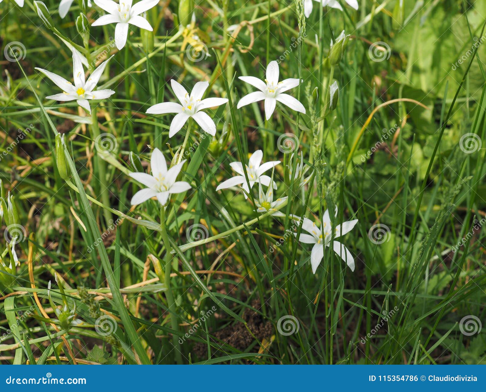 Witte Ster Van Bethlehem Bloem Stock Foto - Image of nave, naughty ...