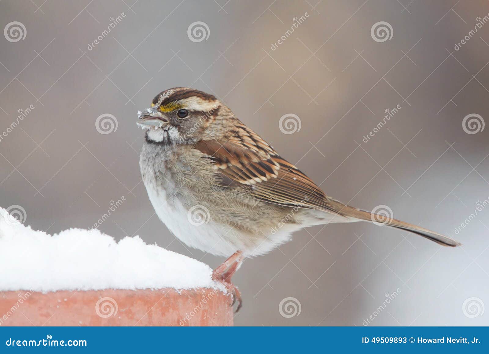 Witte Throated-mus in Sneeuw Stock Afbeelding - Image of grijs ...
