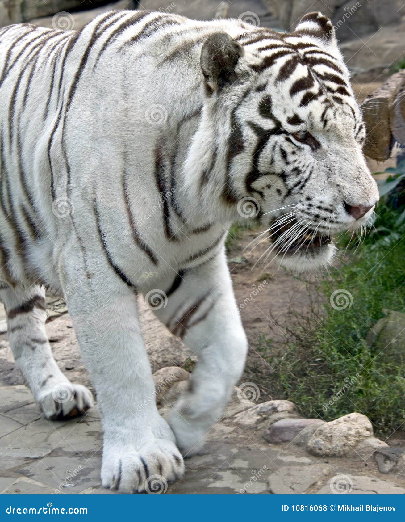 Witte tijger stock foto. Image of klauw, groot, milieu - 10816068