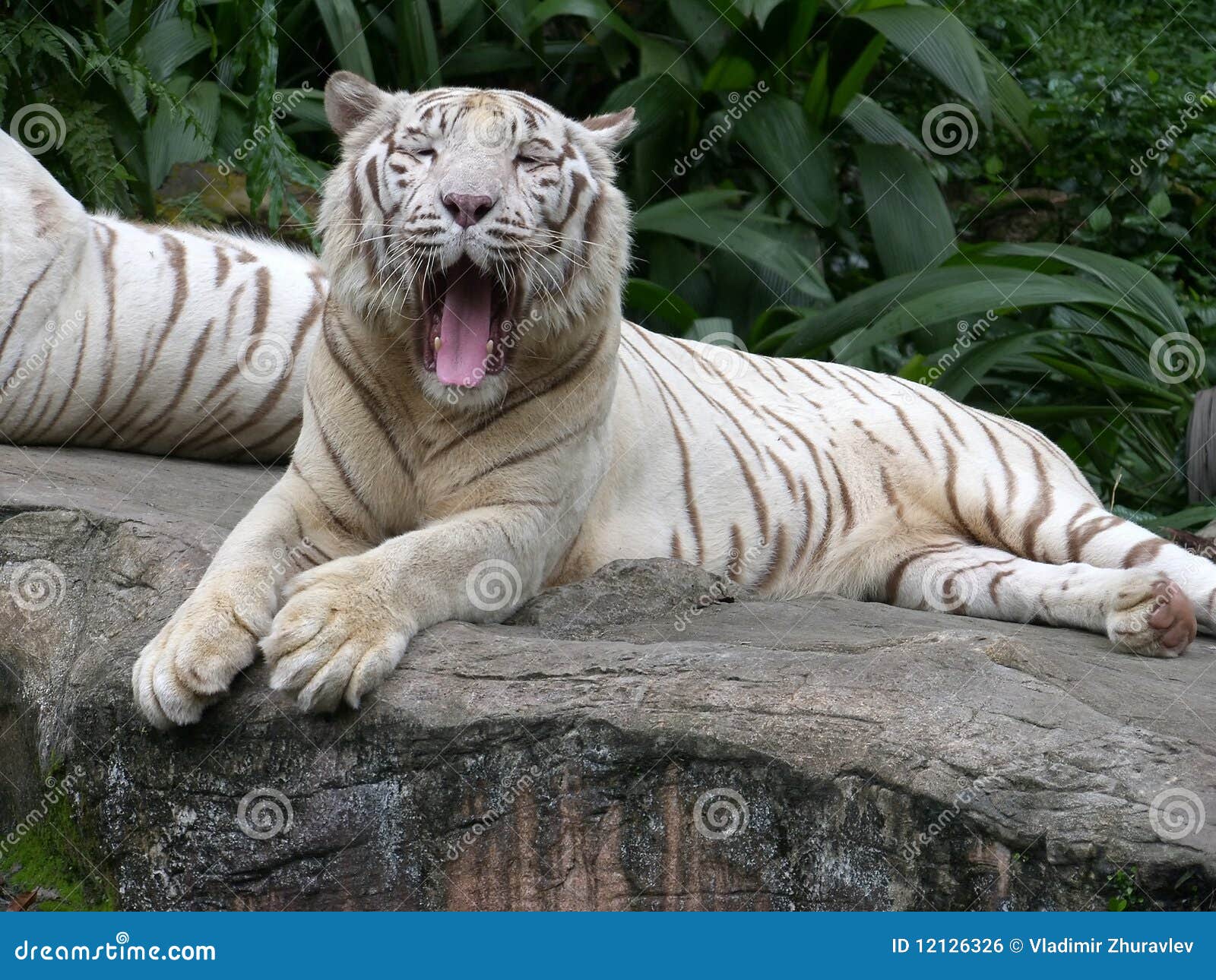 Witte tijger stock foto. Image of reis, toerisme, dier - 12126326