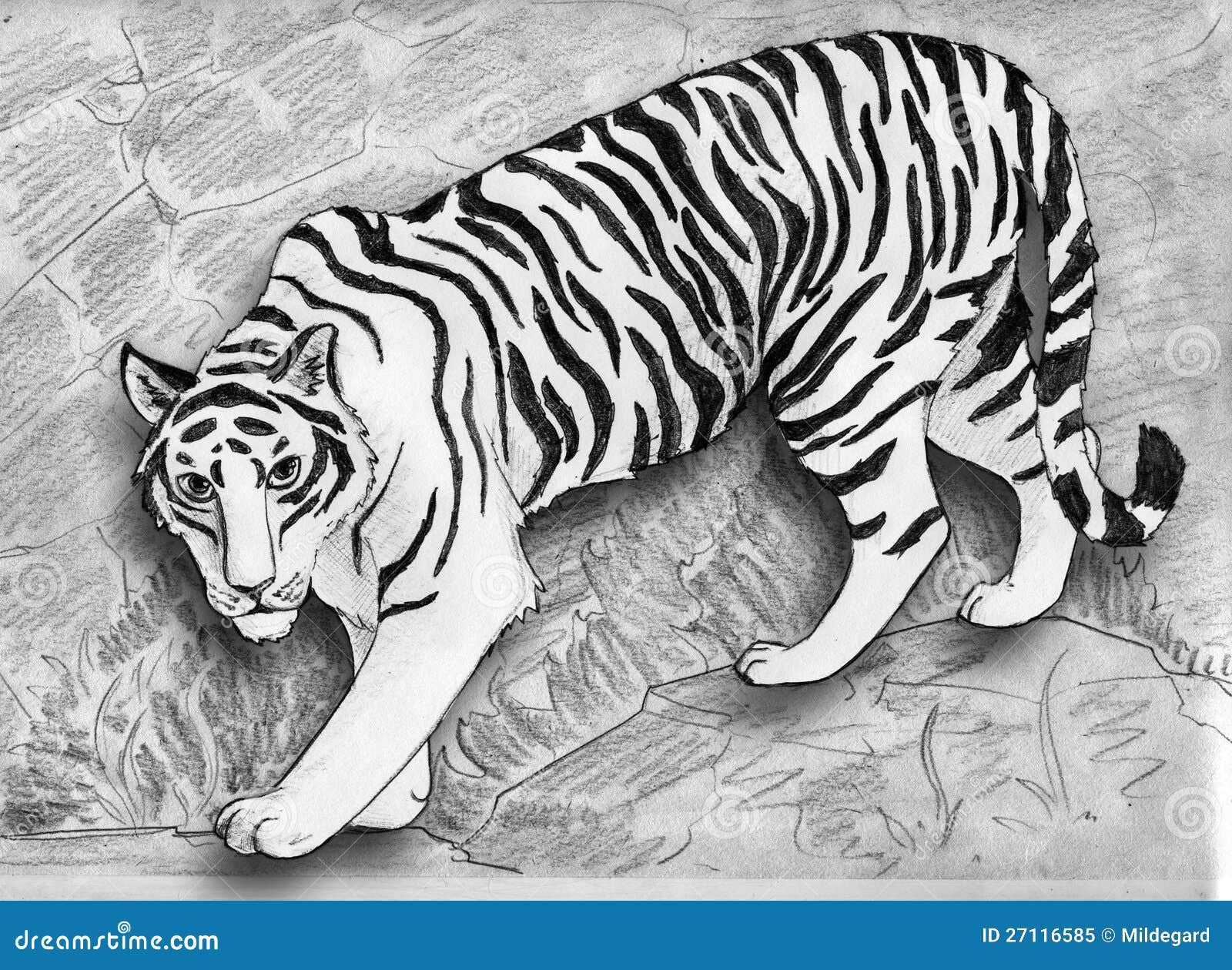 Witte tijger stock illustratie. Illustration of schets - 27116585