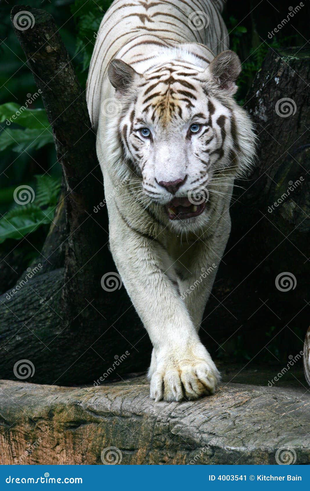 Witte Tijger stock afbeelding. Image of tijger, maleis - 4003541