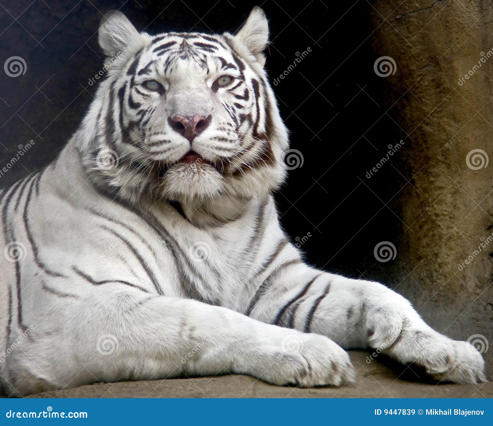 Witte tijger 5 stock afbeelding. Image of carnivoor, portret - 9447839