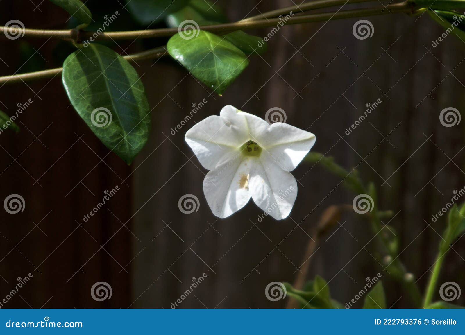 Witte Trompetbloem Van Nachtbloeiende Jasmijnplant Met Wijnstok Stock ... Witte Trompetbloem Van Nachtbloeiende Jasmijnplant Met Wijnstok Stock ...
