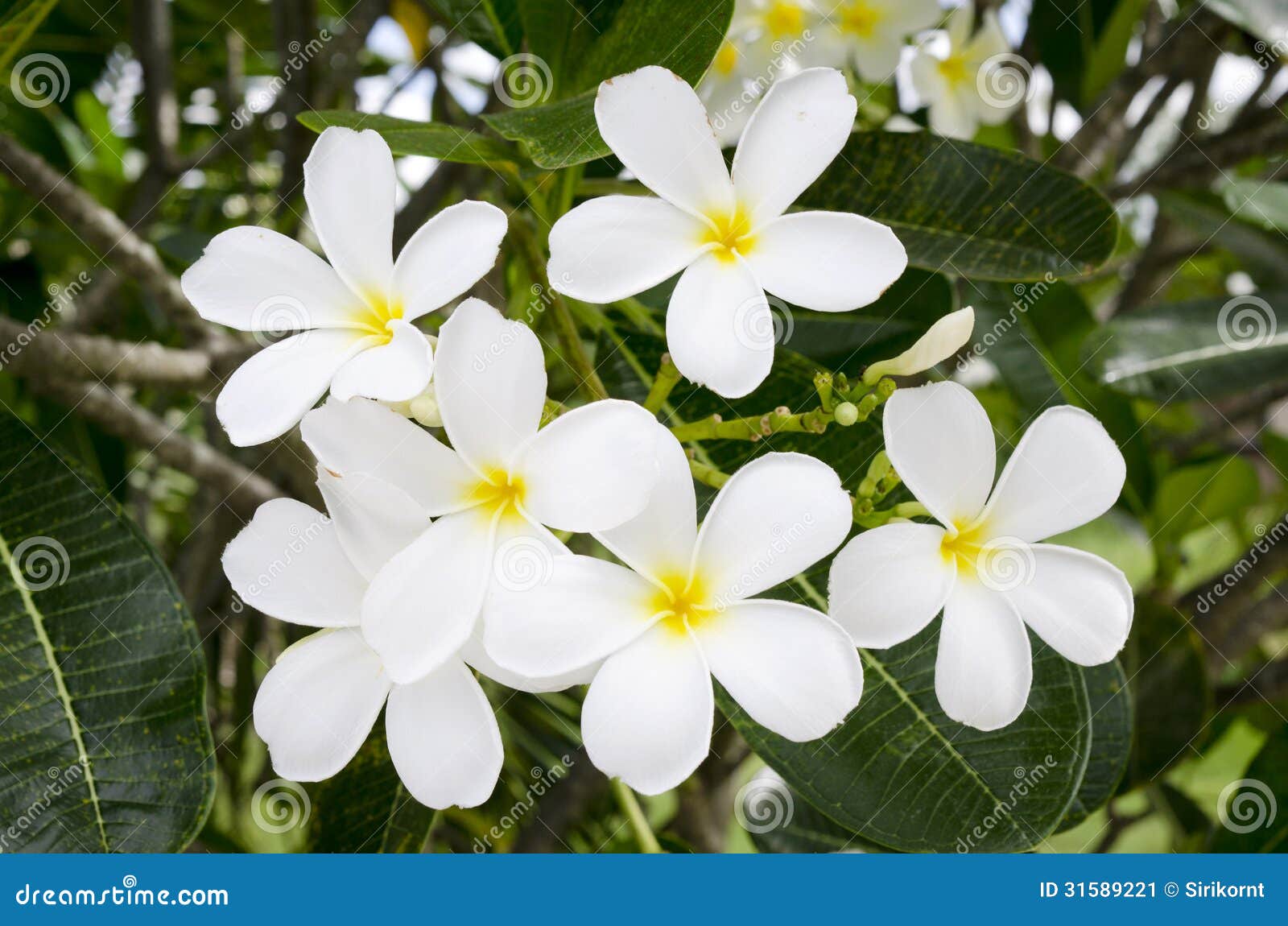 Witte Tropische Bloem stock afbeelding. Image of overvol - 31589221