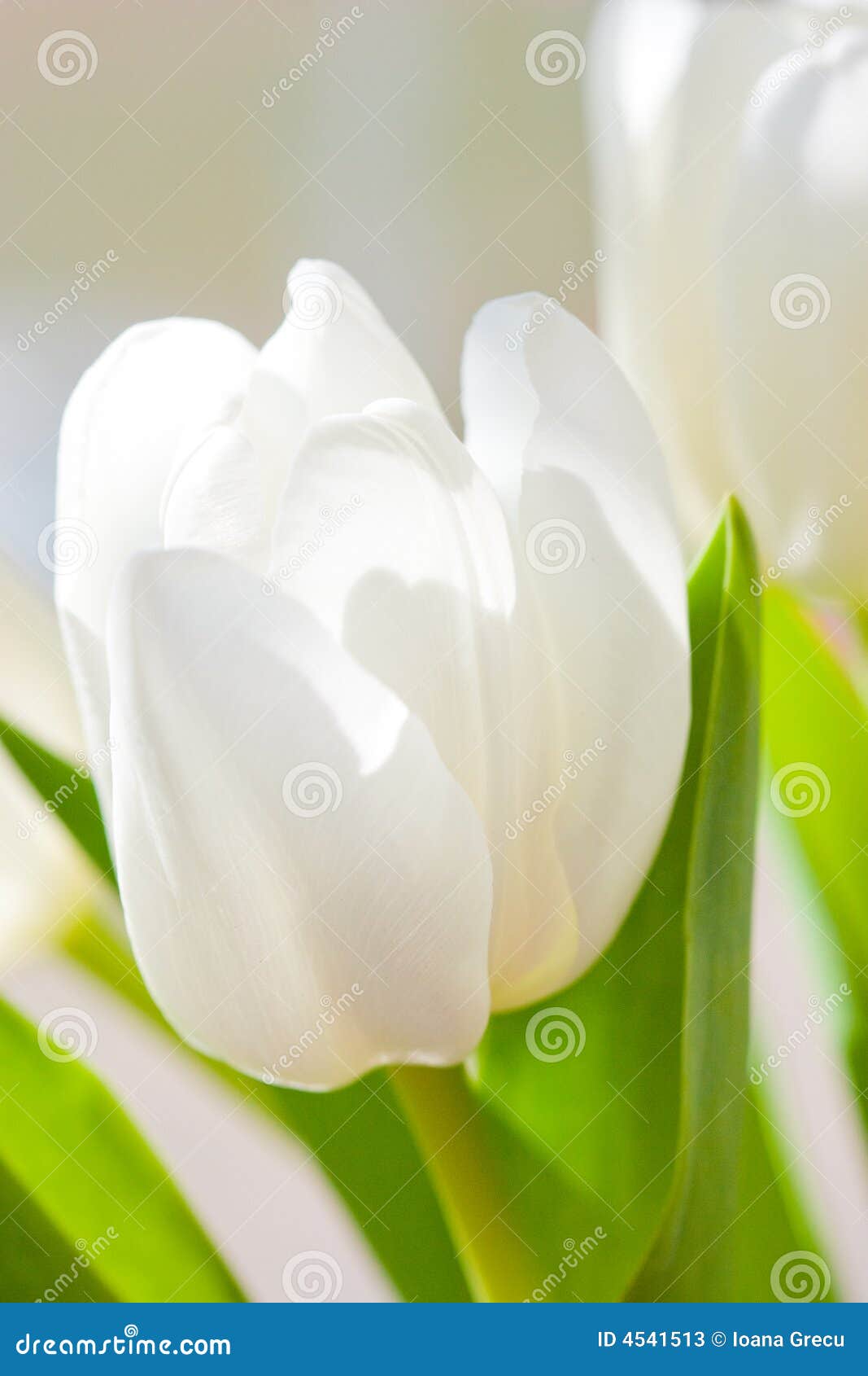 Witte tulp stock afbeelding. Image of zuiver, bloemblaadje - 4541513