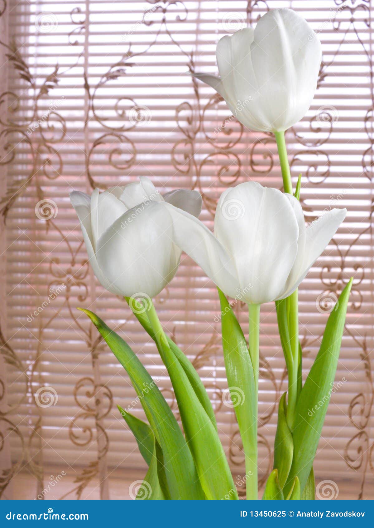 Witte tulpen stock afbeelding. Image of schoonheid, installatie - 13450625