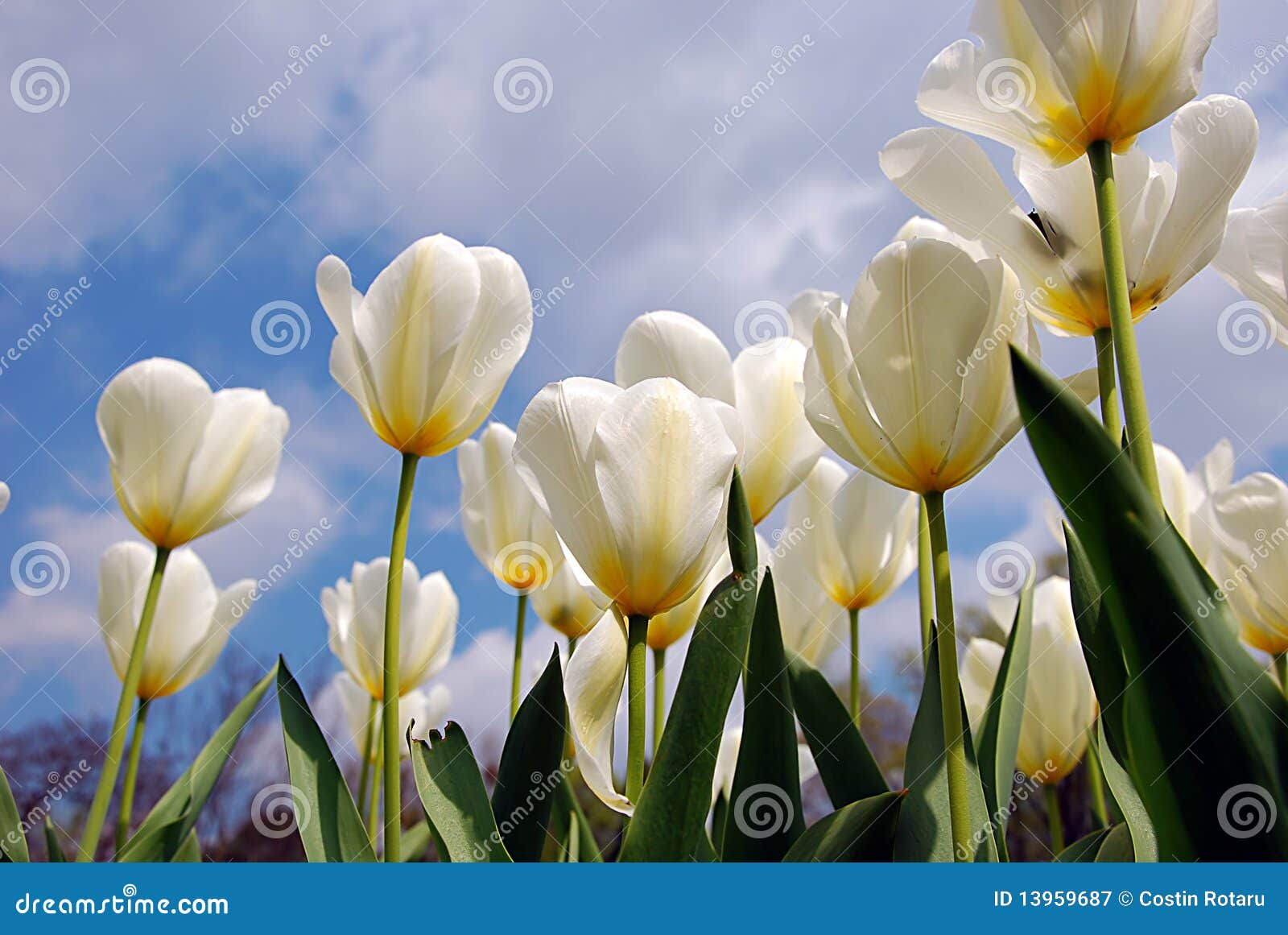 Witte tulpen stock afbeelding. Image of tulp, nave, verbazingwekkend ...