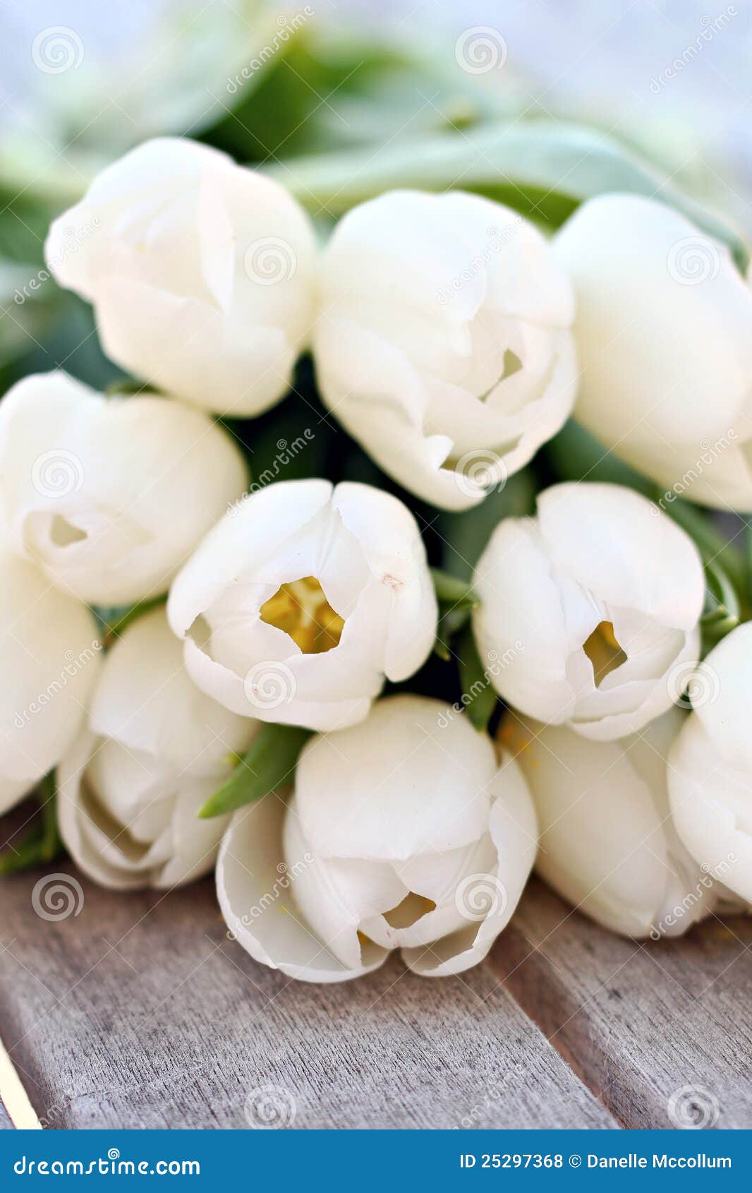 Witte tulpen stock foto. Image of seizoengebonden, bloemblaadjes - 25297368