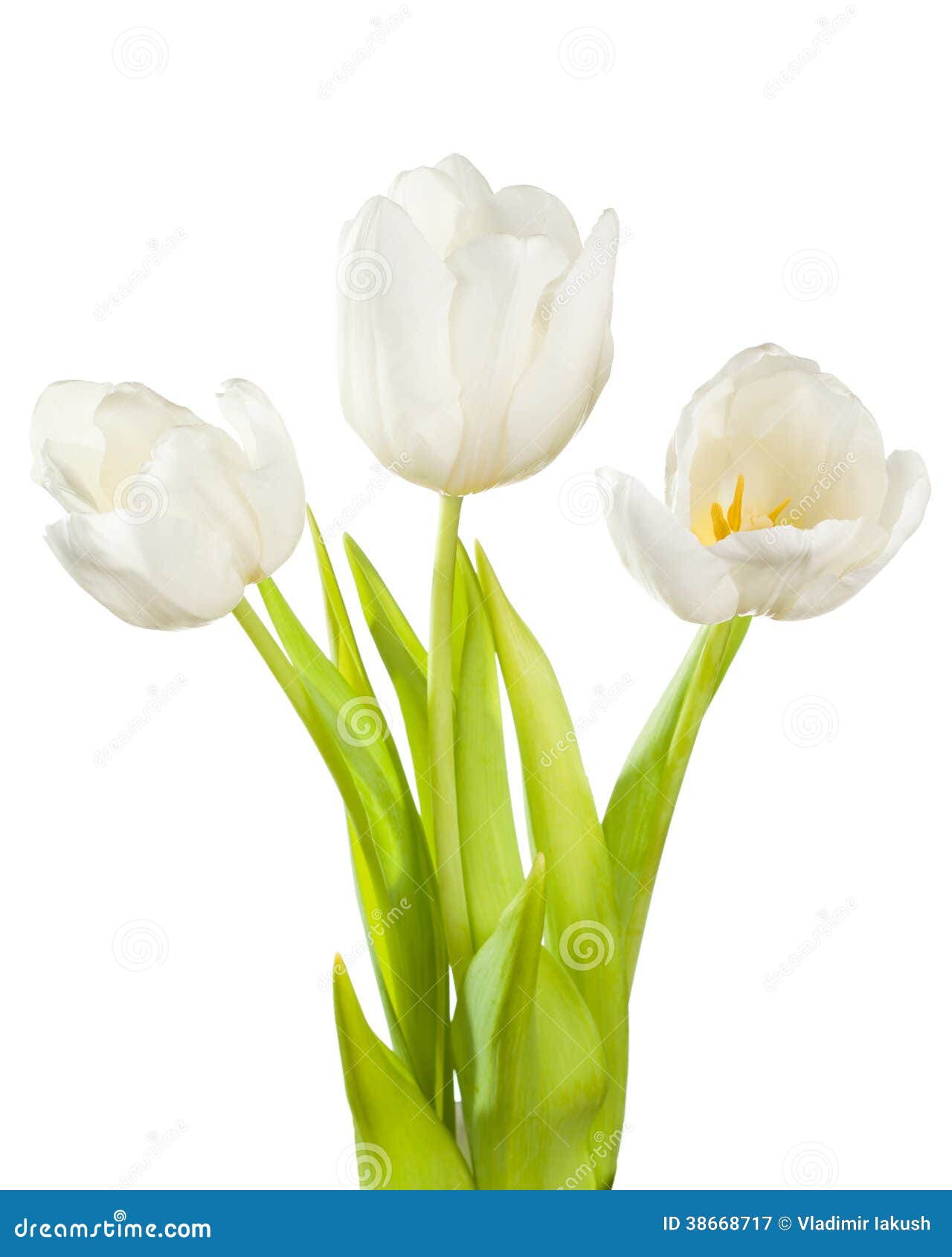 Witte tulpen stock afbeelding. Image of nave, valentijn - 38668717