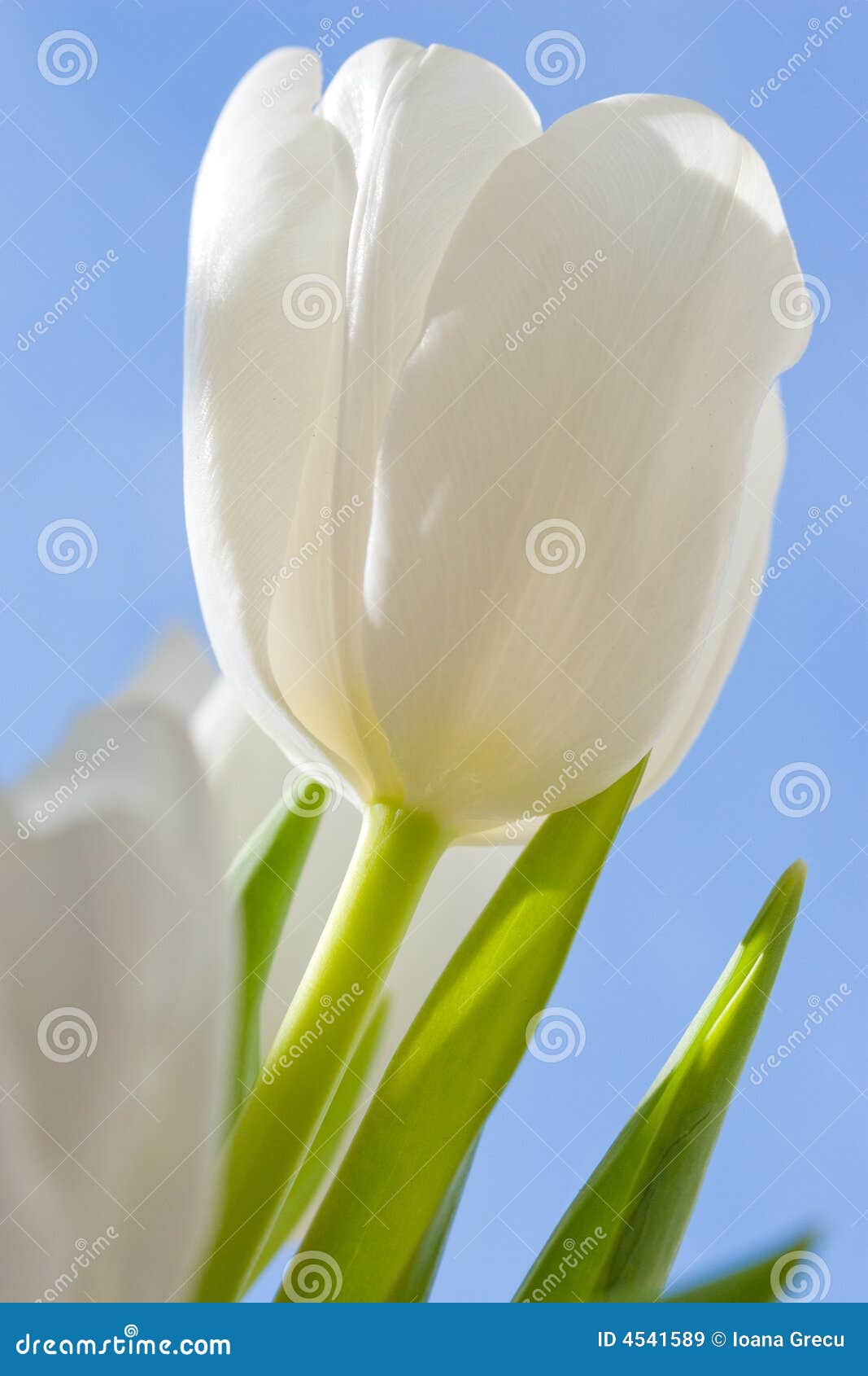 Witte tulpen stock afbeelding. Image of achtergrond, zuiver - 4541589
