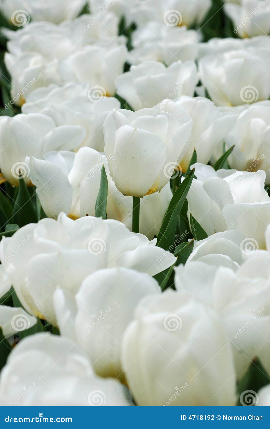 Witte tulpen stock foto. Image of vrij, weide, bloemblaadje - 4718192