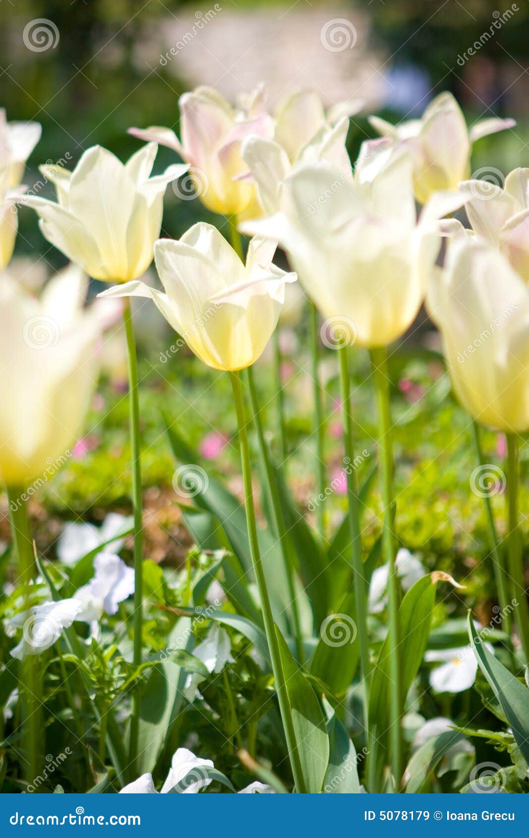 Witte tulpen stock afbeelding. Image of zonlicht, groen - 5078179
