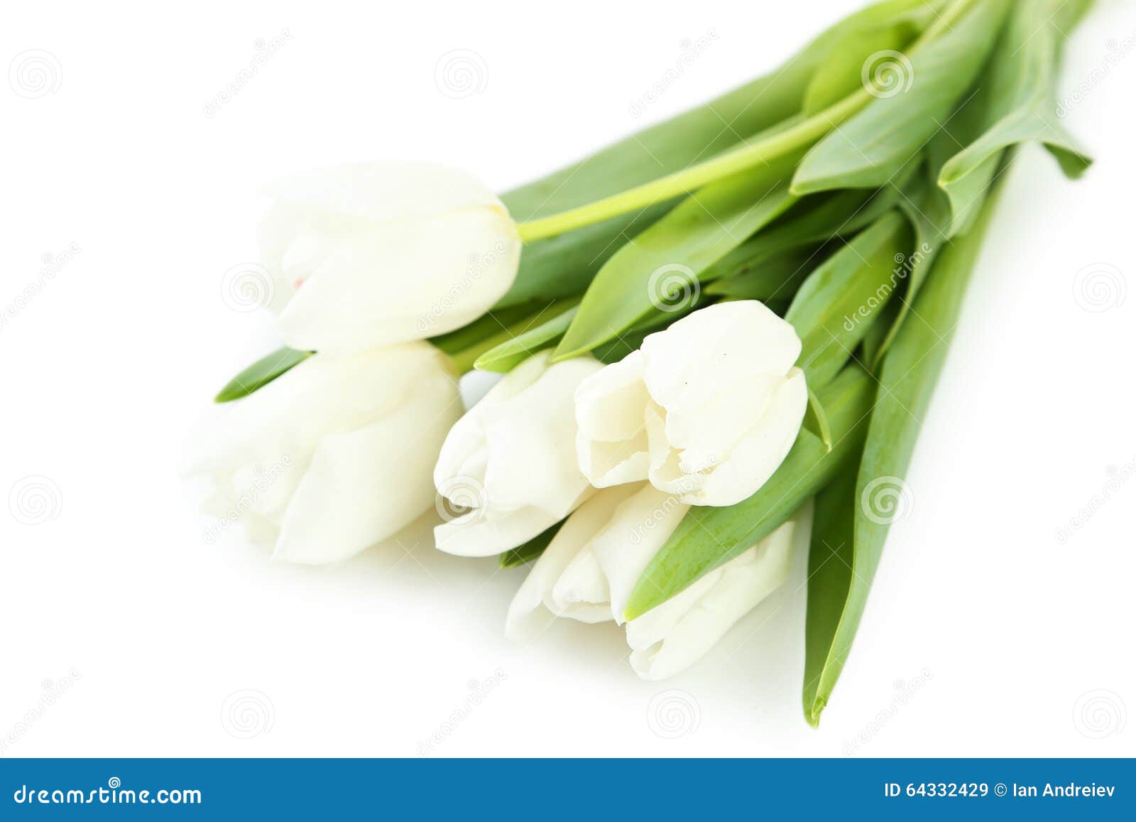 Witte tulpen stock afbeelding. Image of tuinieren, nave - 64332429