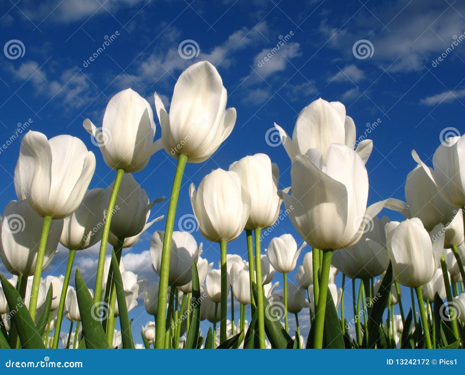 Witte tulpen op een gebied stock foto. Image of flora - 13242172