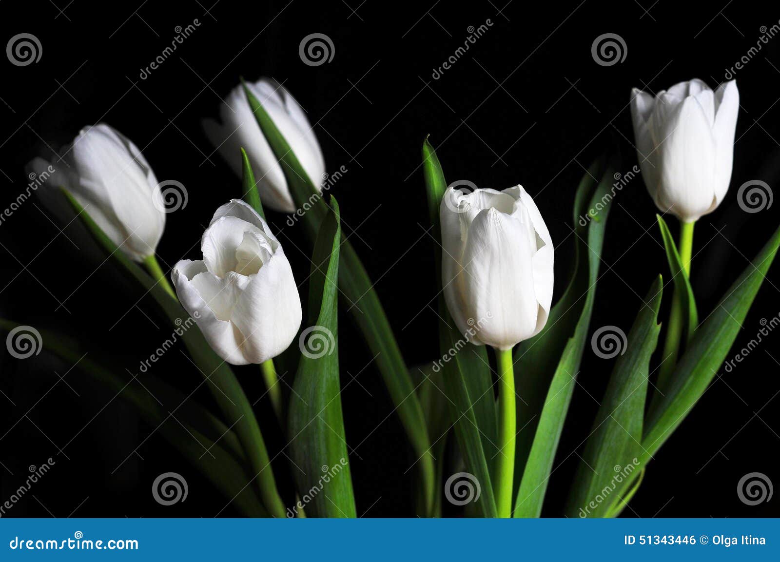 Witte Tulpen Op Zwarte Achtergrond Stock Foto - Image of bloemen, zwart ...