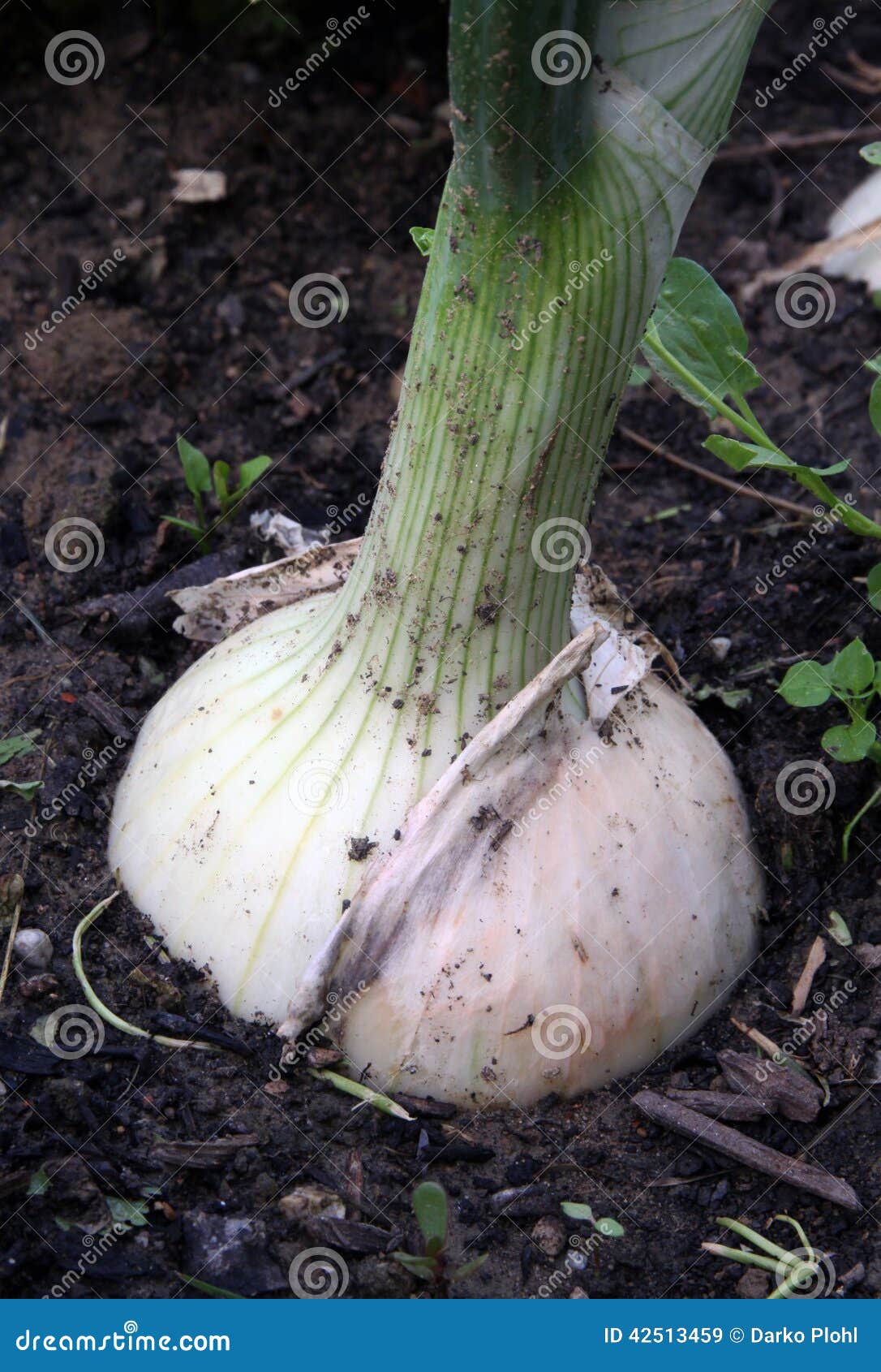 Witte ui op het tuinbed stock afbeelding. Image of groei - 42513459