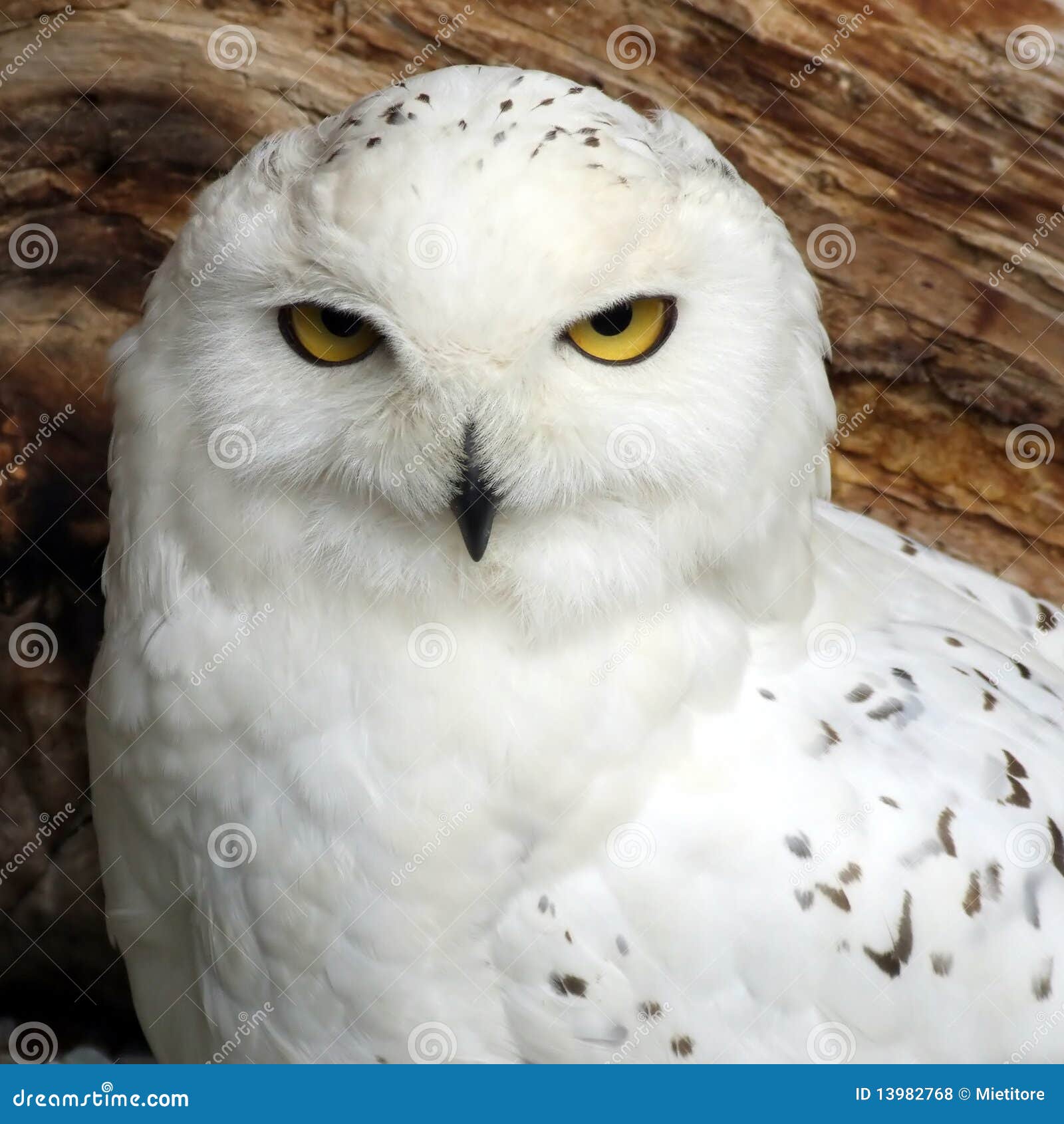 Witte Uil stock foto. Image of betekenissen, stil, nave - 13982768