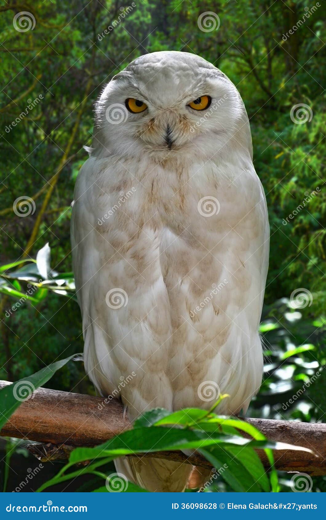 Witte Uil stock foto. Image of majestueus, noord, zuiver - 36098628