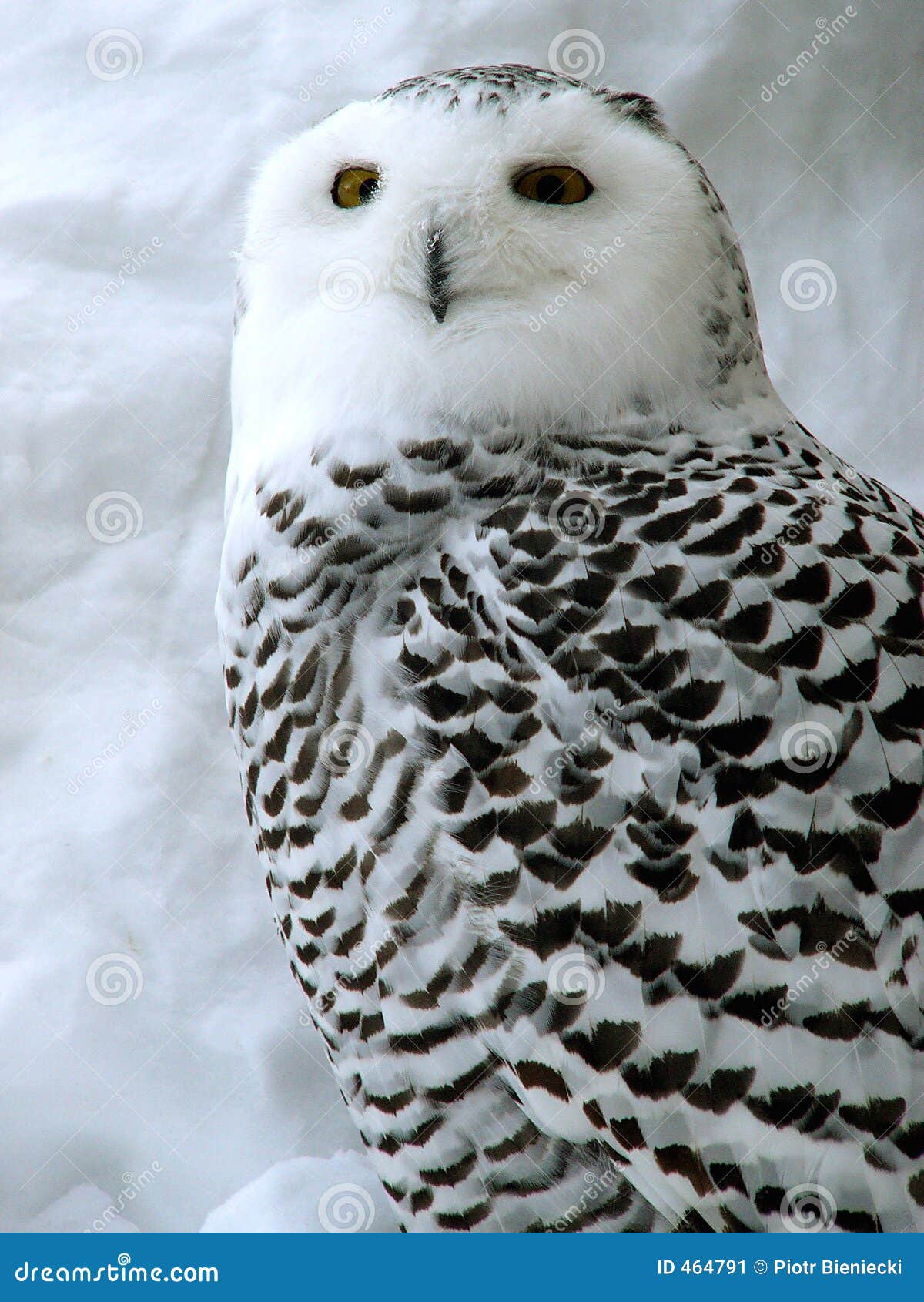 Witte uil stock afbeelding. Image of vogel, nachtelijk - 464791