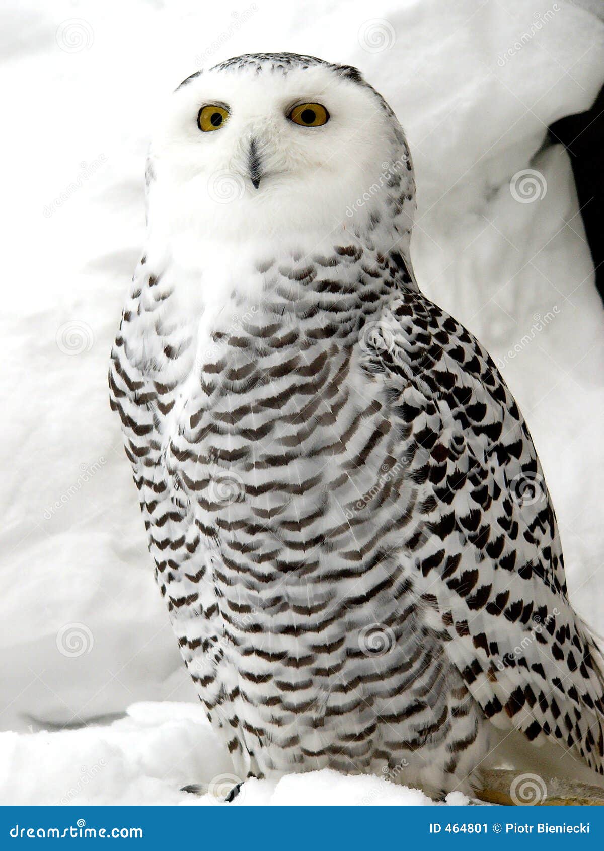 Witte uil stock afbeelding. Image of vlug, roofvogel, nachtelijk - 464801