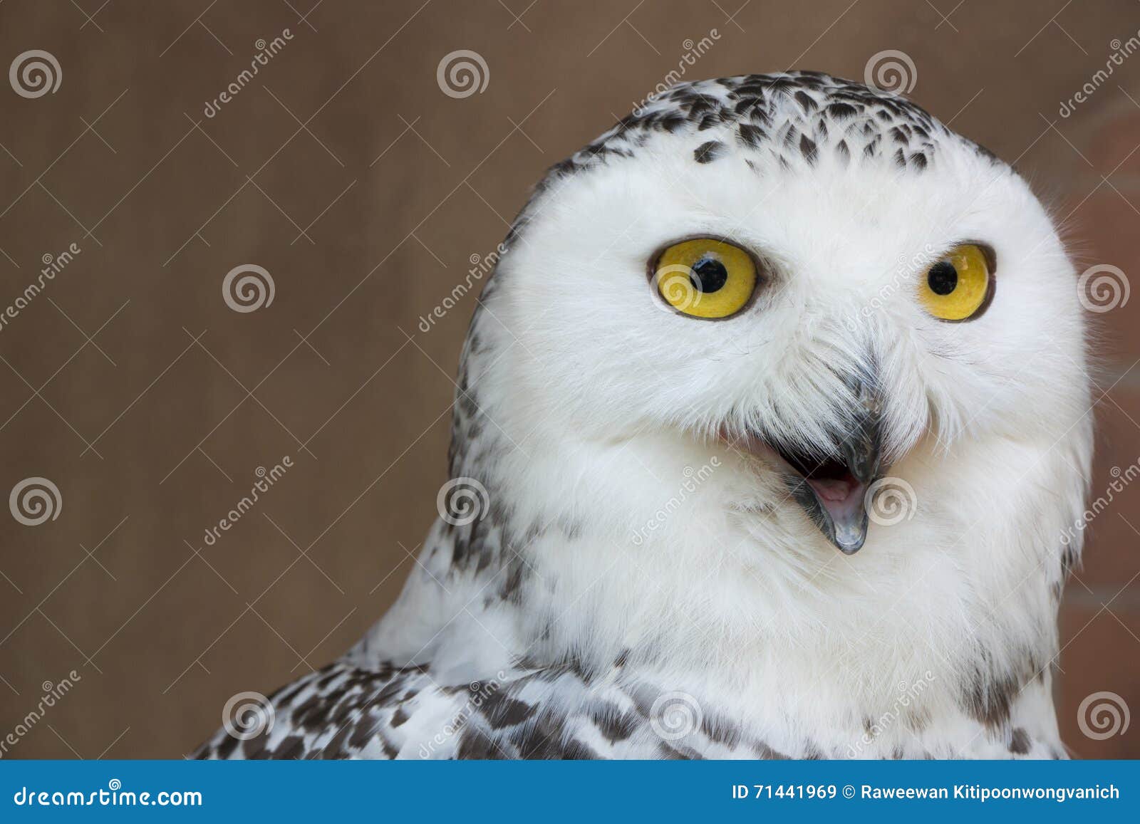 Witte uil stock afbeelding. Image of jager, zwart, veren - 71441969