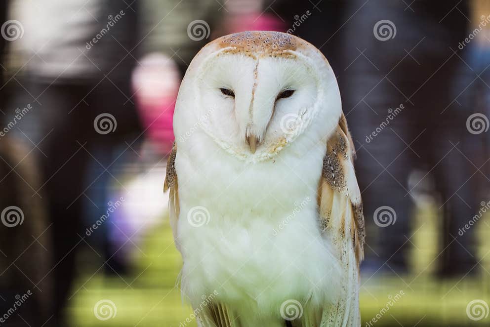 Witte Uil Met Vage Achtergrond Stock Afbeelding - Image of wild ...