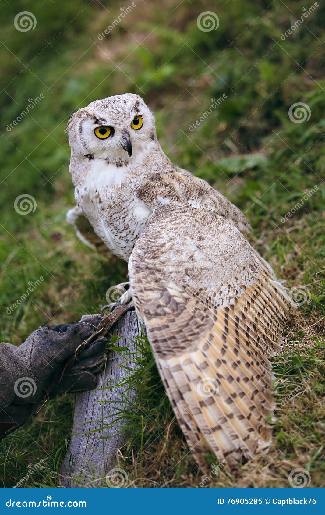 Witte uil op een boom stock afbeelding. Image of wijs - 76905285