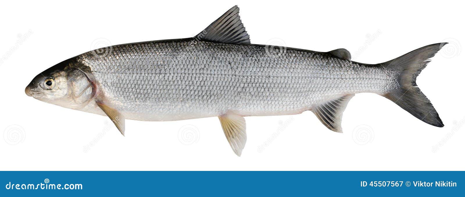 Witte Vis (Coregonus Lavaretus) Stock Afbeelding - Image of biologie ...