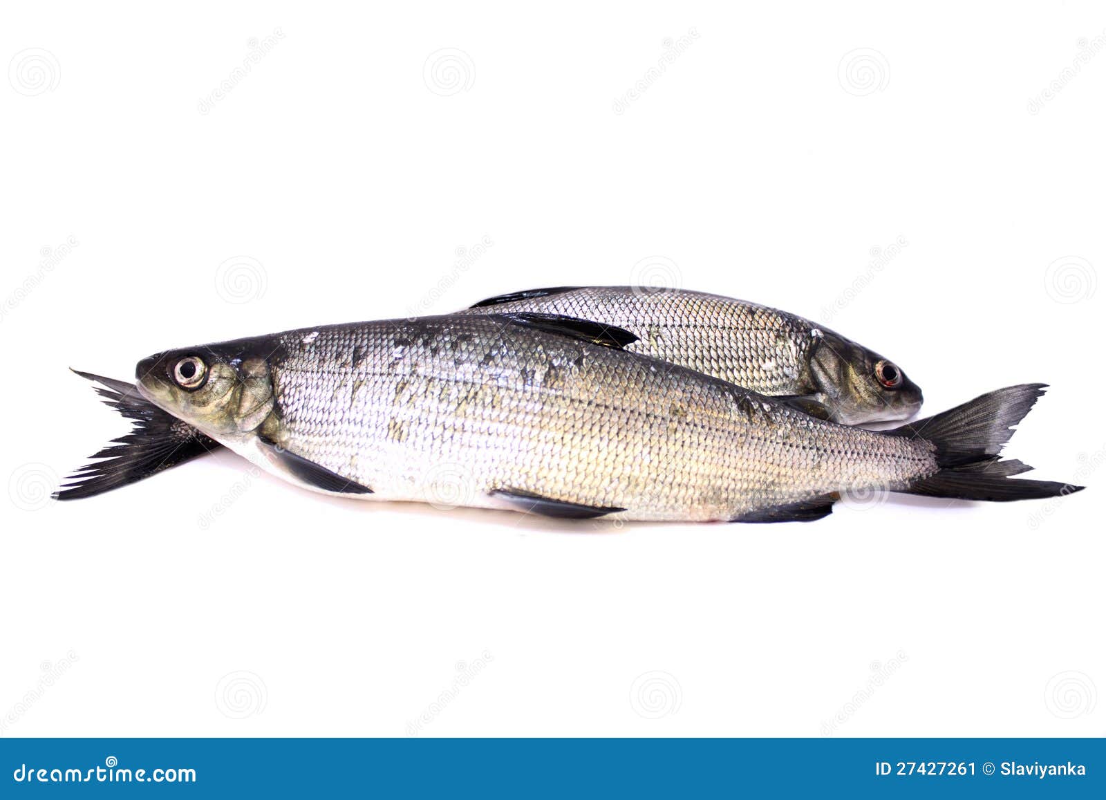Witte vis twee. stock afbeelding. Image of staart, visserij - 27427261