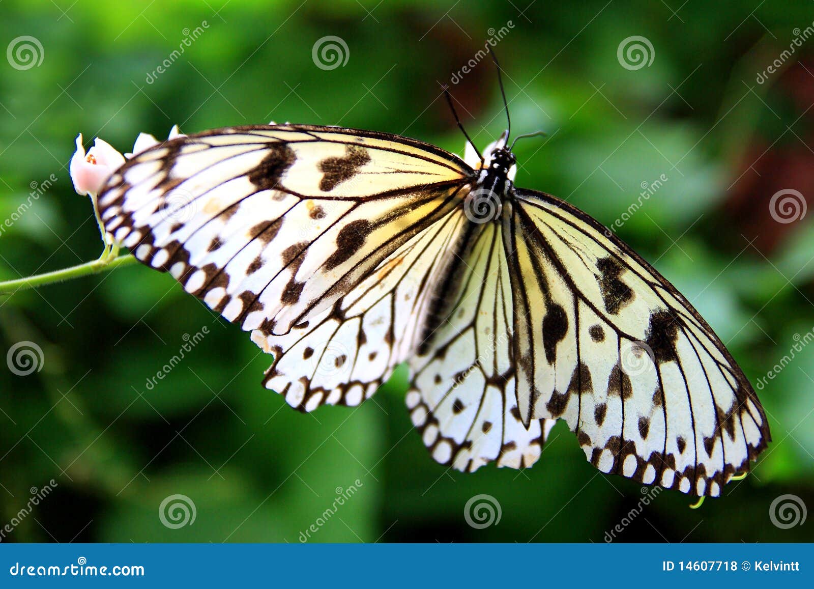 Witte Vlinder stock foto. Image of meel, geval, grens - 14607718