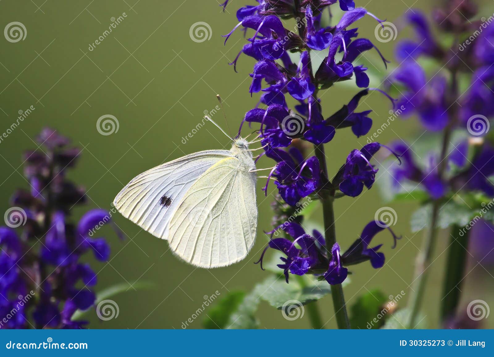 Witte Vlinder stock afbeelding. Image of vleugels, blauw - 30325273