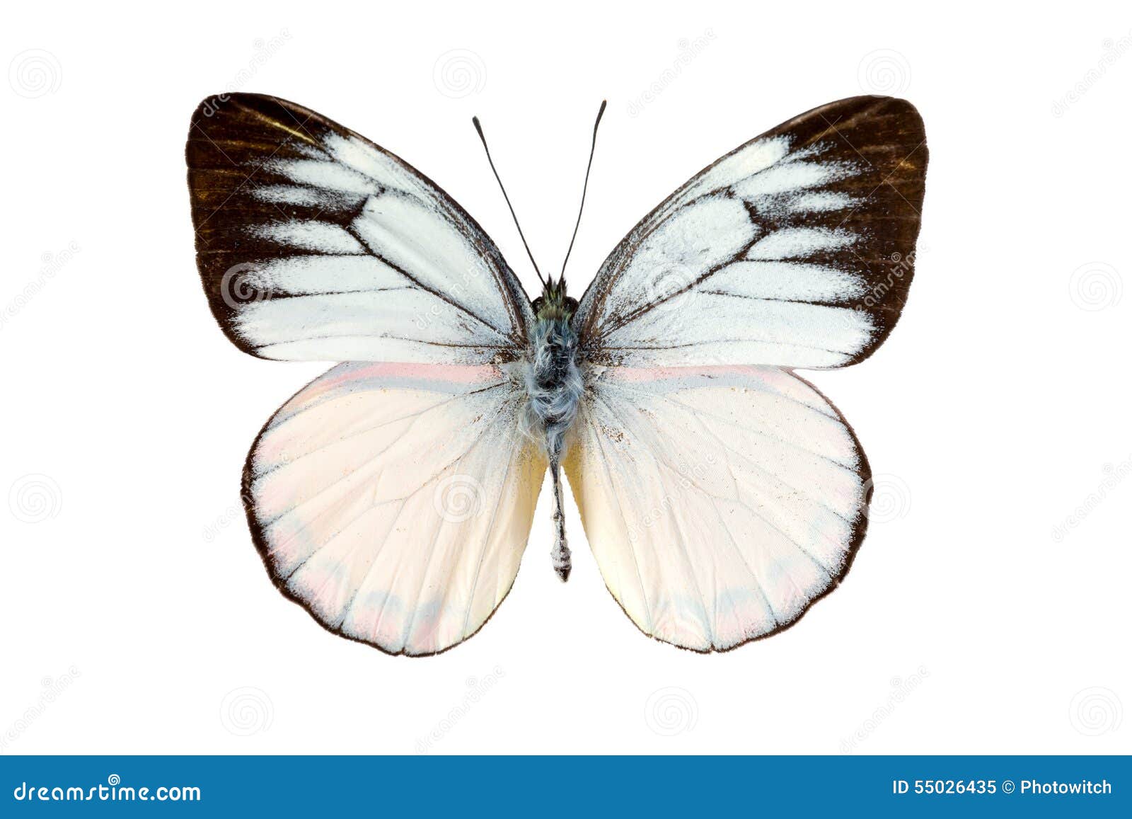 Witte vlinder stock afbeelding. Image of meeuw, vlinders - 55026435