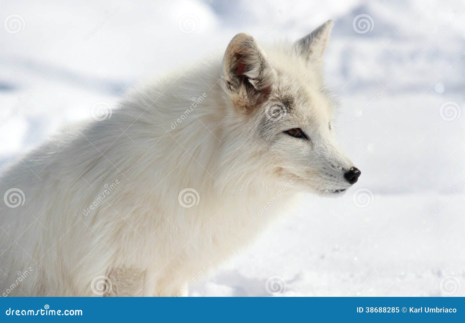 Witte vos stock afbeelding. Image of schoonheid, dier - 38688285