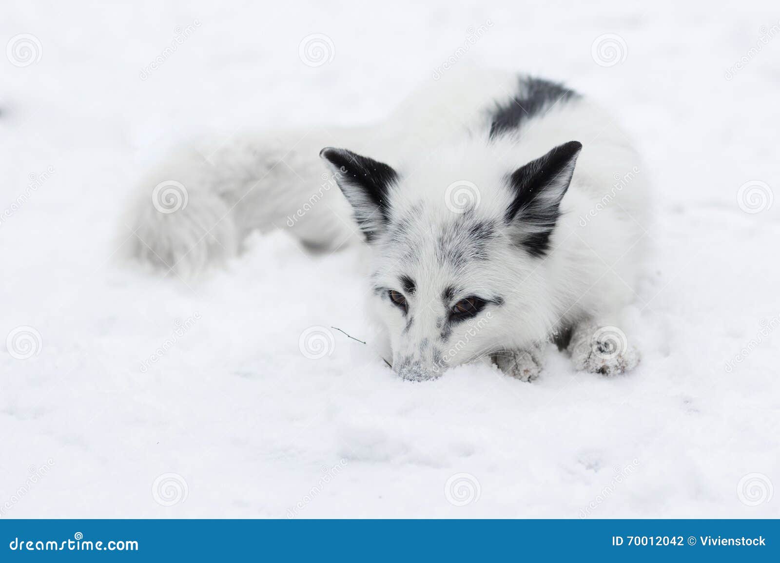 Witte vos stock foto. Image of dier, aaseter, pluizig - 70012042