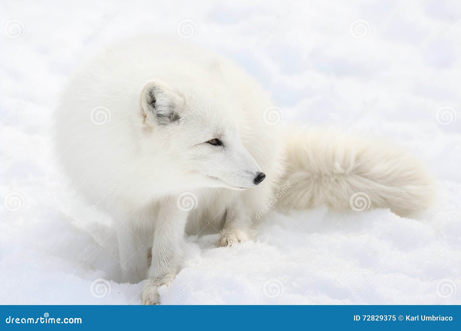 Witte vos stock afbeelding. Image of zoogdier, sneeuw - 72829375