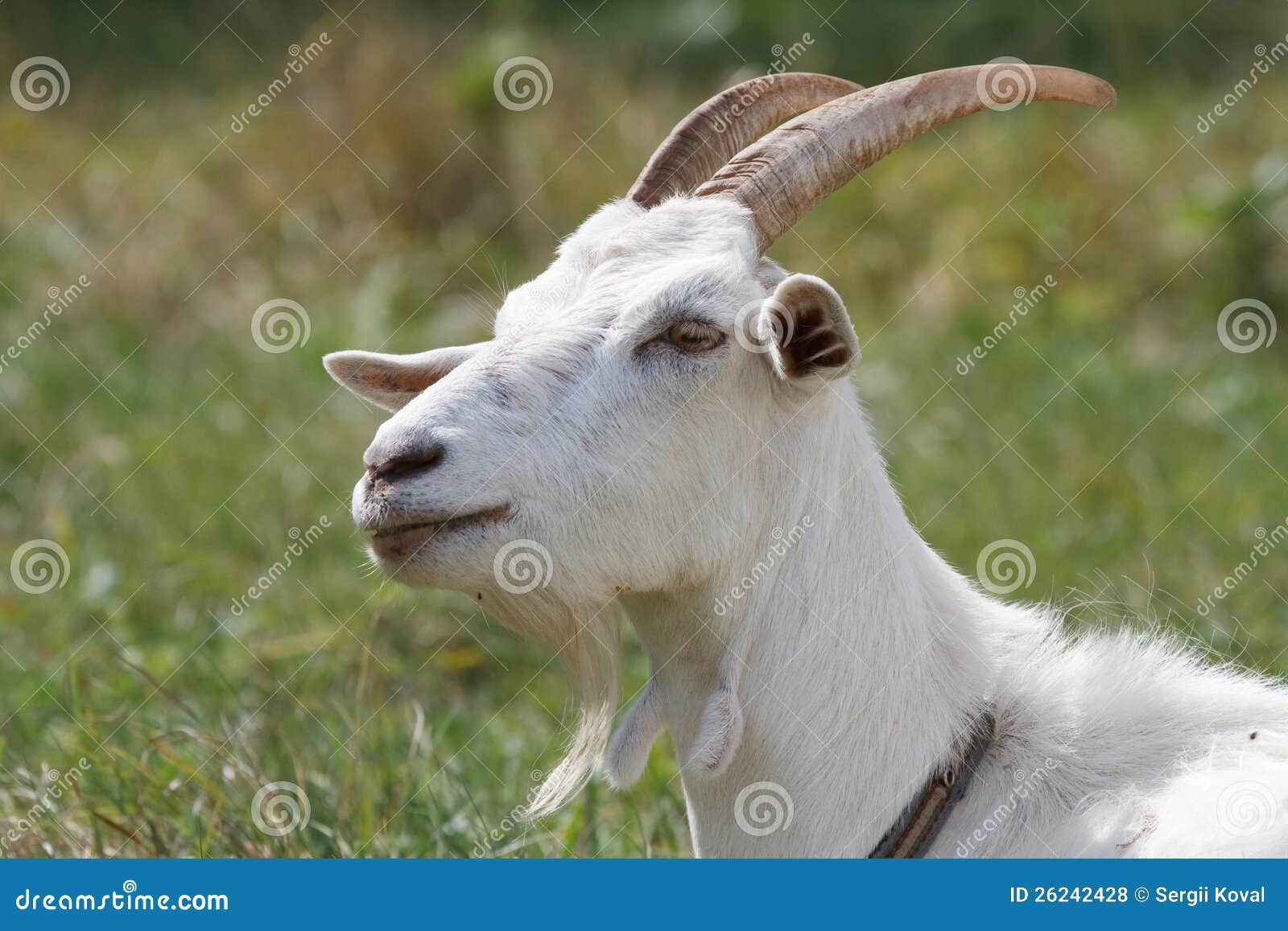 Witte vrouwelijke geit stock foto. Image of één, horizontaal - 26242428