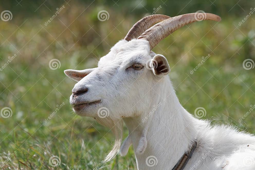Witte vrouwelijke geit stock foto. Image of één, horizontaal - 26242428