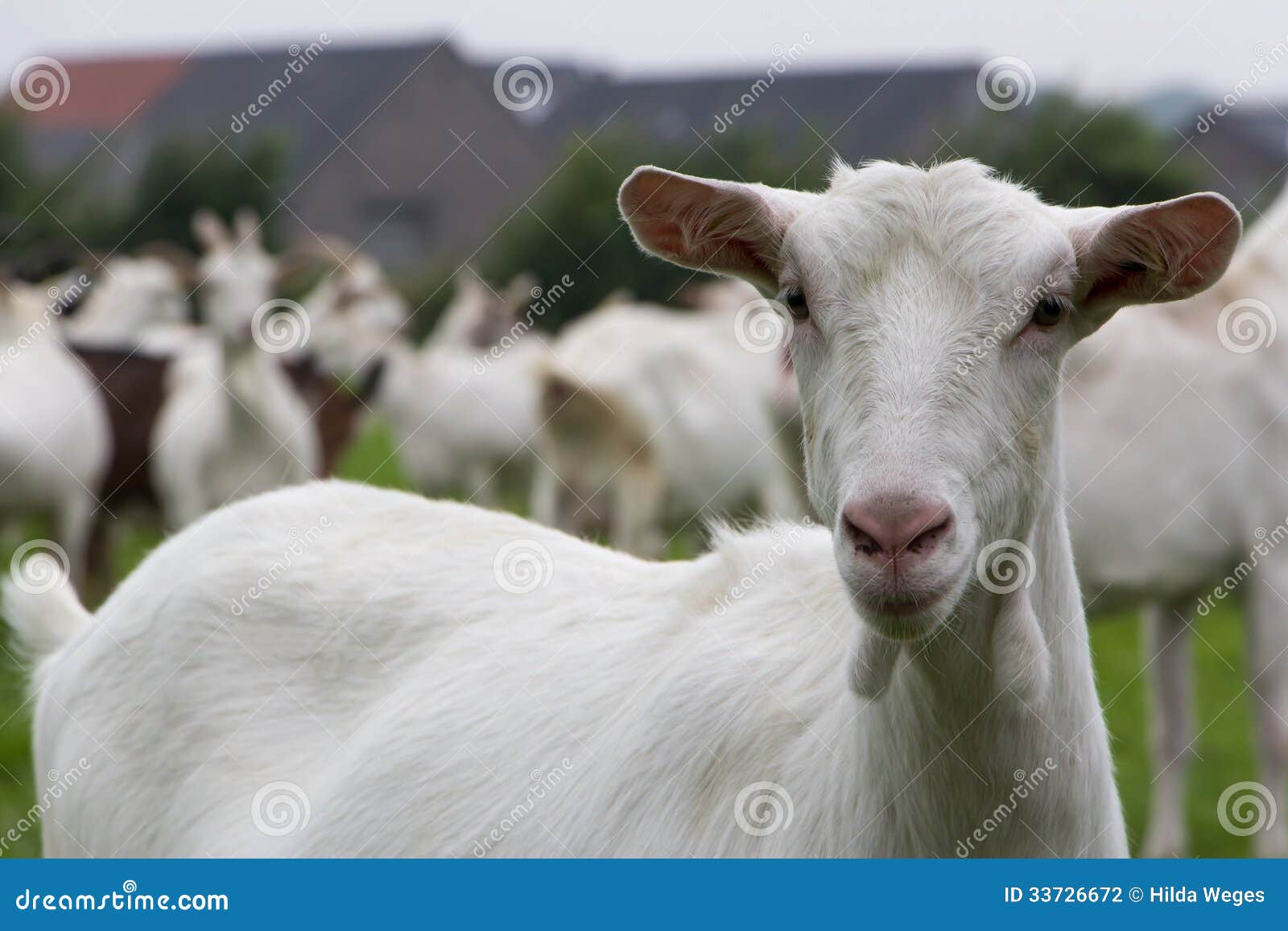 Witte vrouwelijke geit stock foto. Image of eten, groen - 33726672